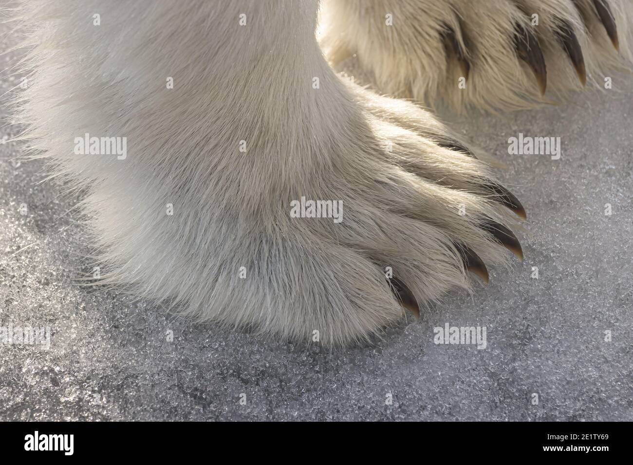 Polar bear close up claws hi-res stock photography and images - Alamy