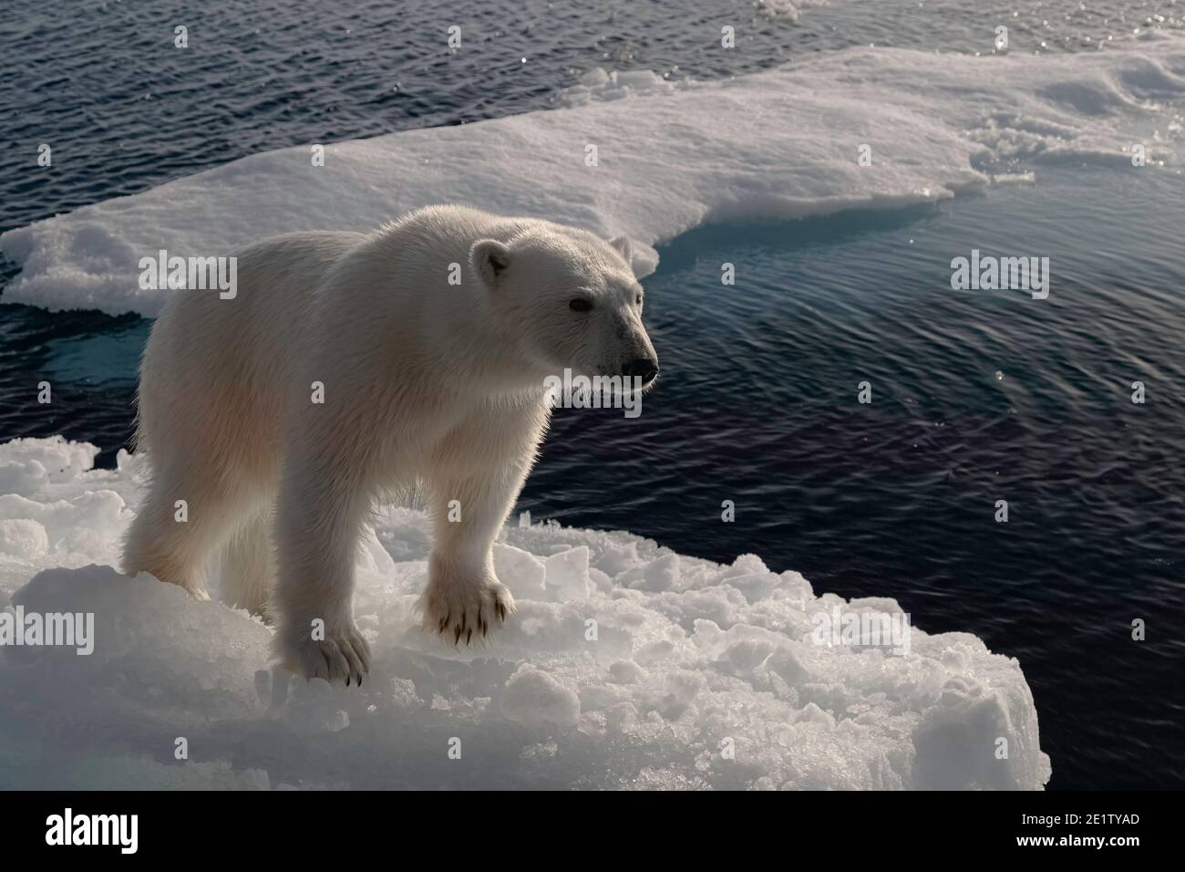 Polar bear stands on an iceberg, backlit by the afternoon sun. Arctic ...