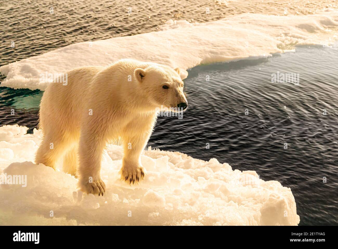 Polar bear stands on an iceberg, backlit by the afternoon sun. Arctic ...