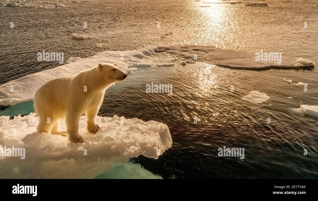 Polar bear stands on an iceberg, backlit by the afternoon sun. Arctic ...