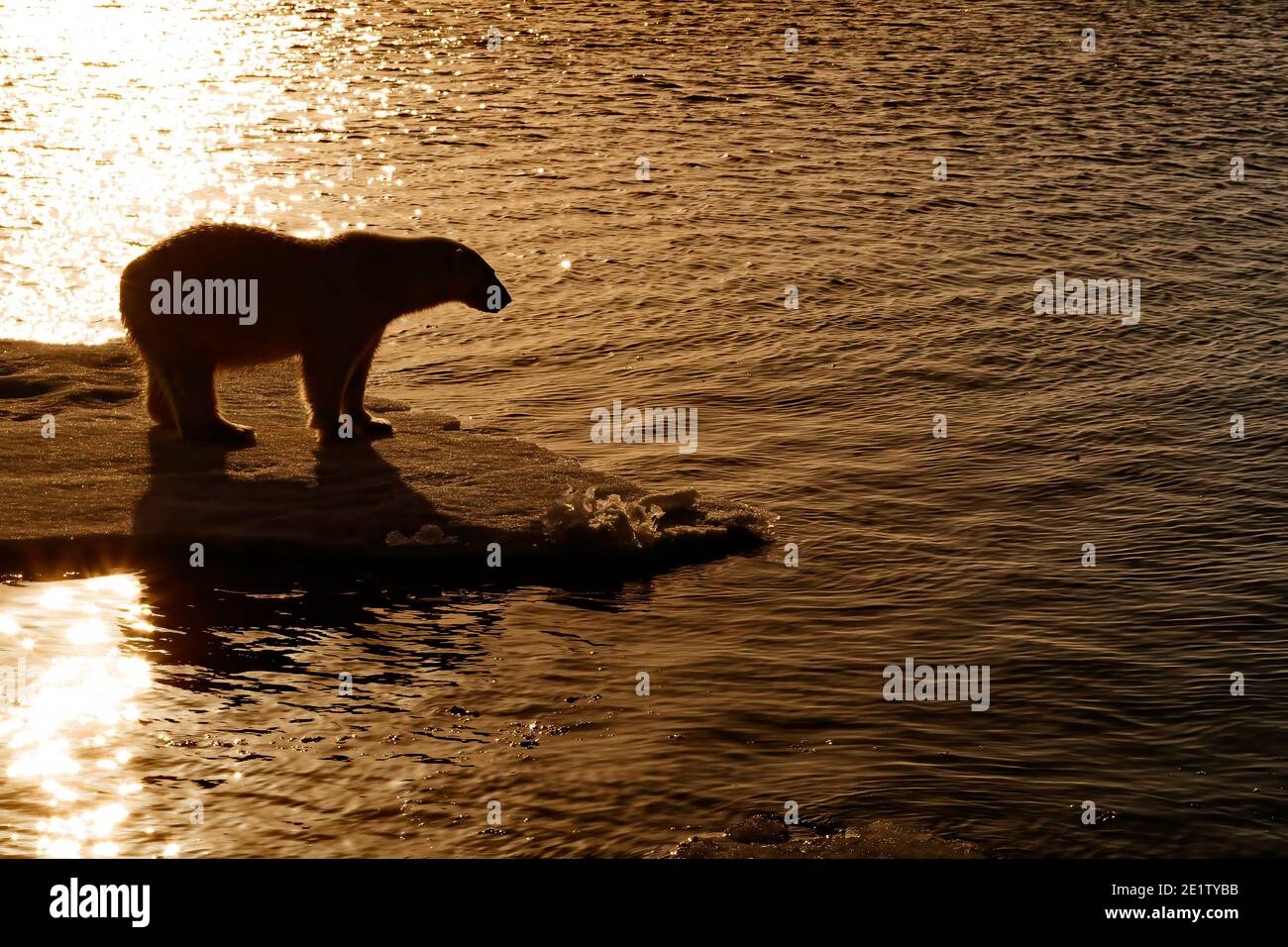 Polar bear stands on an iceberg, backlit by the afternoon sun. Arctic ...