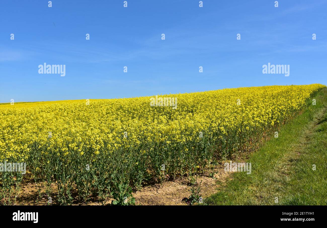 Pathway worn from walkers beside a field of blooming rape seed Stock ...