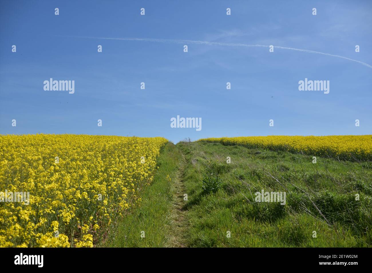Traffic worn walking path through a field full of rape seed Stock Photo ...