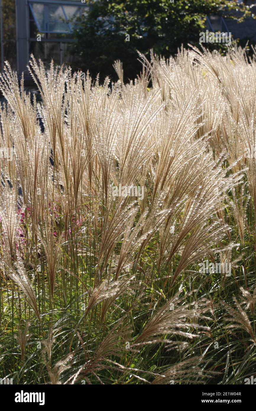 Tall Ornamental Chinese Silver Grass, Miscanthus sinensis, in an ...