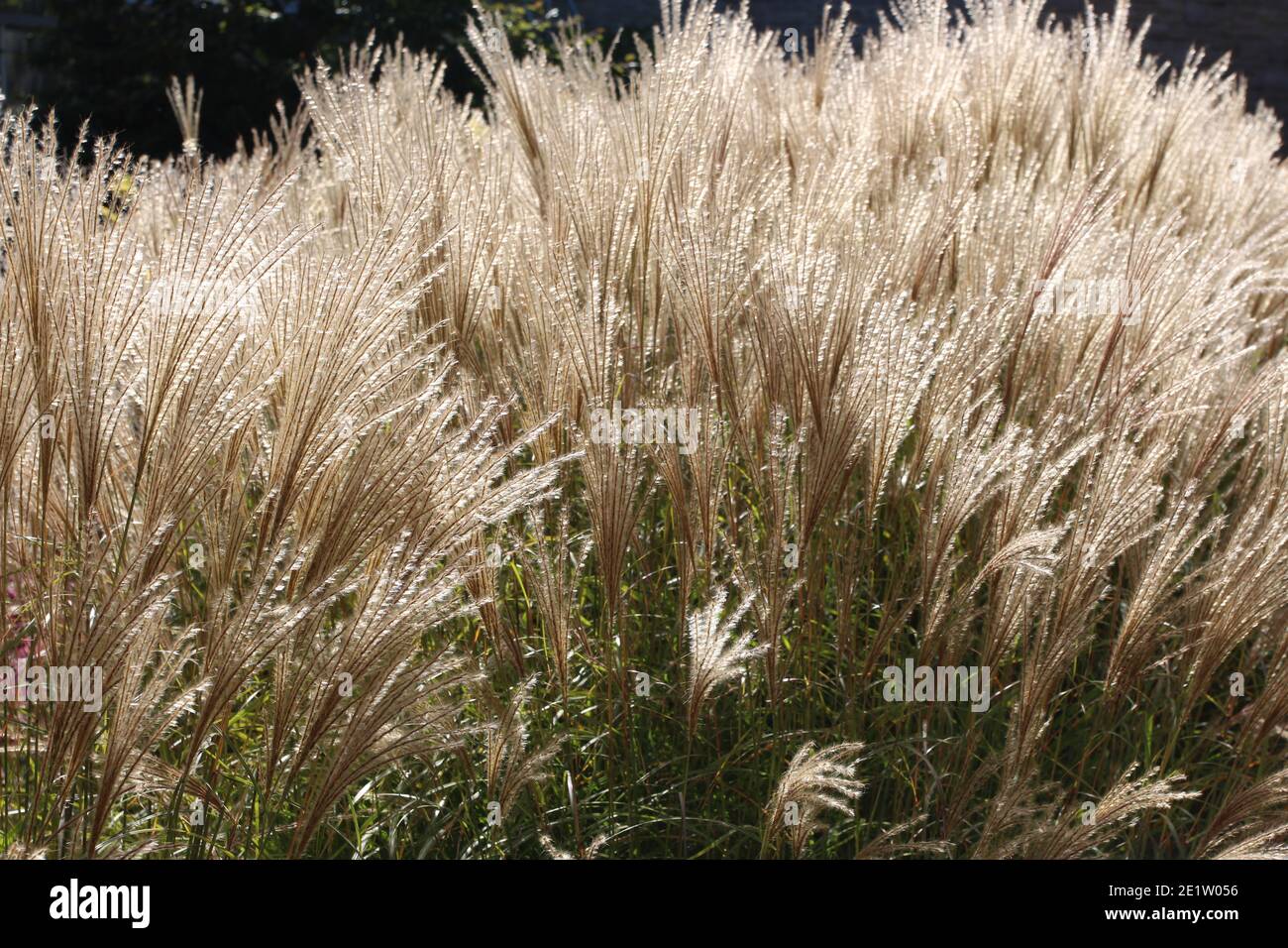 A group of tall Ornamental Chinese Silver Grass, Miscanthus sinensis ...