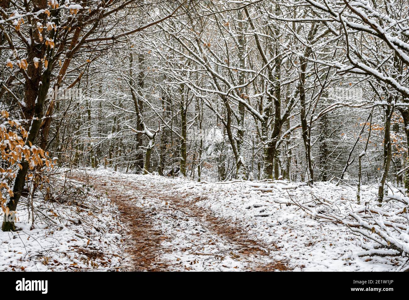 Winter landscape in the Vosges, France. - A path in the forest in ...