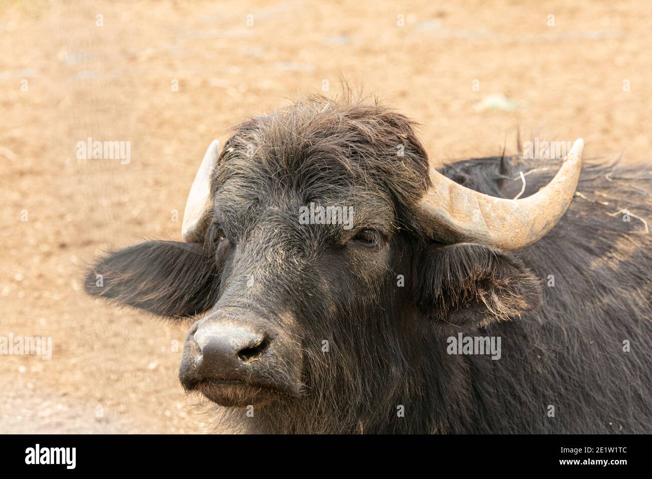 Buffalo pen hi-res stock photography and images - Alamy