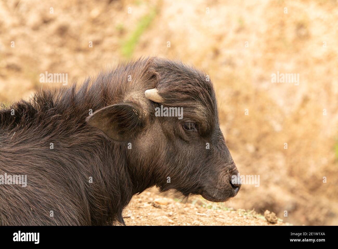 Baby buffalo hi-res stock photography and images - Alamy