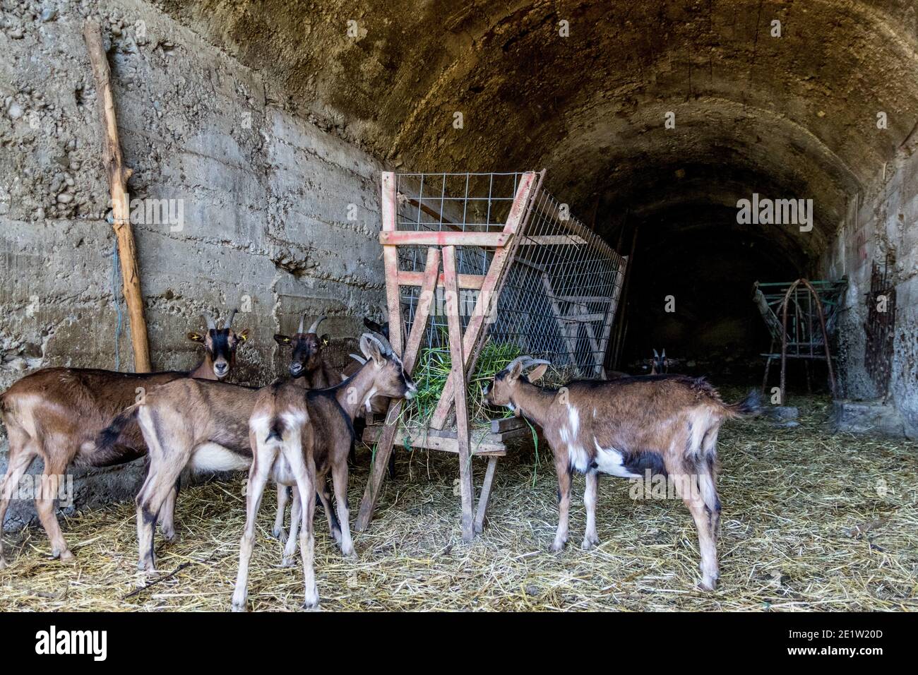 Feeding time for goats inside their repurposed bunker. Albania ...