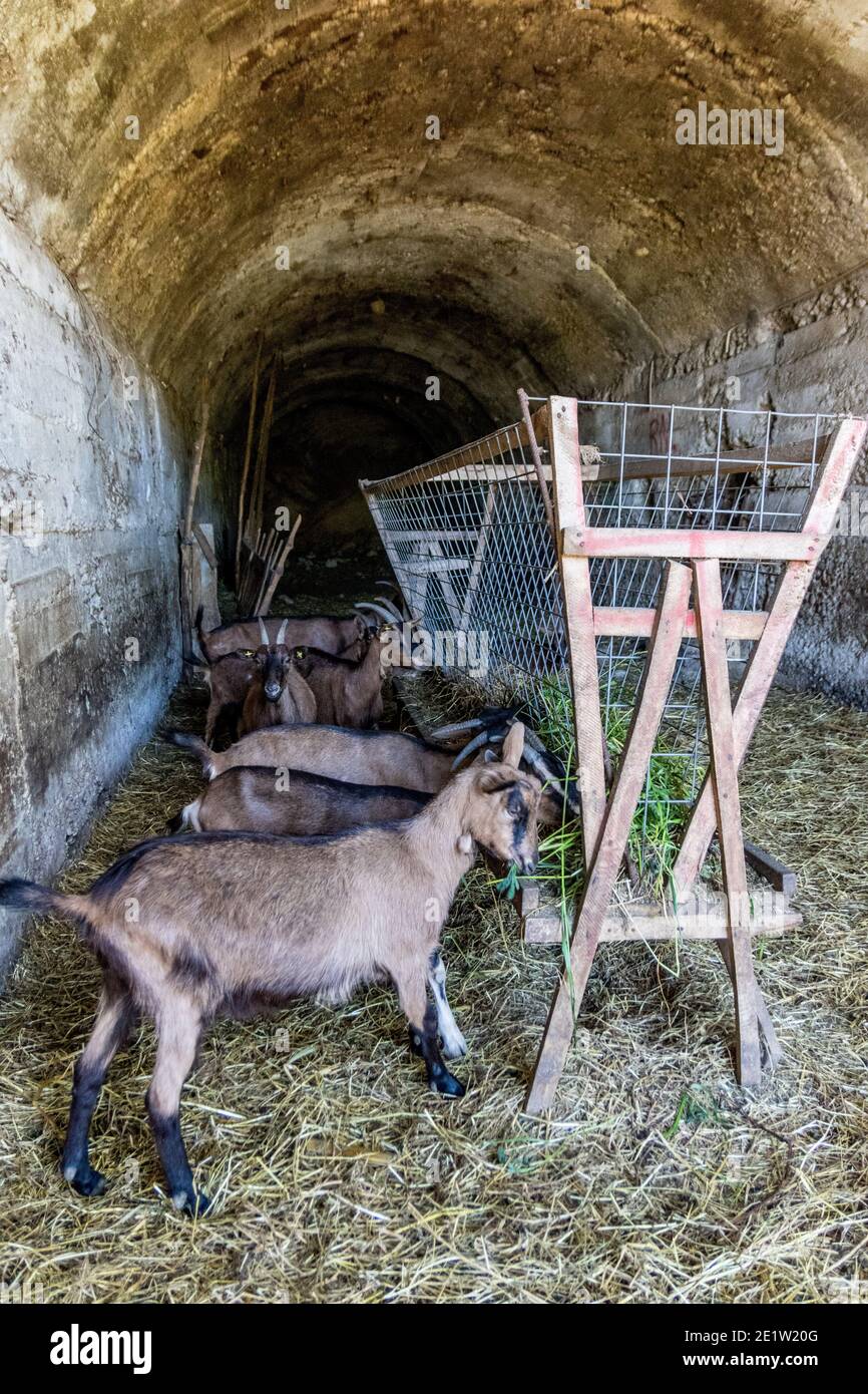 Feeding time goats inside hi-res stock photography and images - Alamy