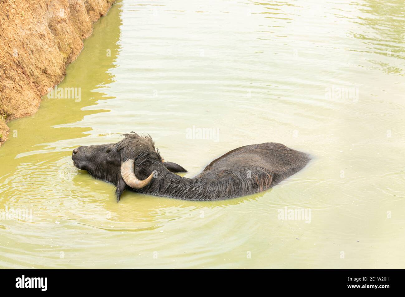 Buffalo swimming hi-res stock photography and images - Alamy