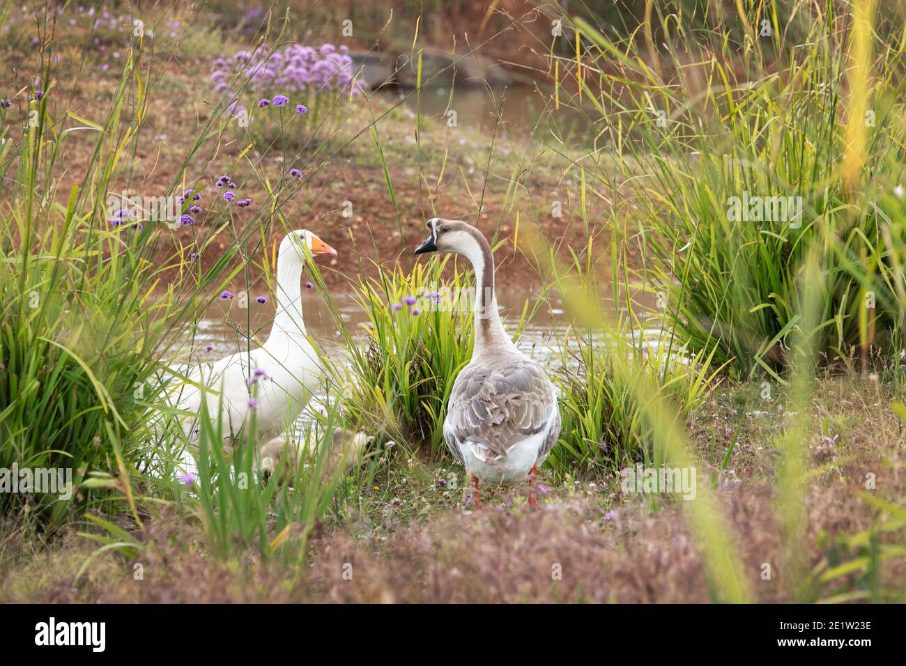 Domestic white goose hi-res stock photography and images - Alamy