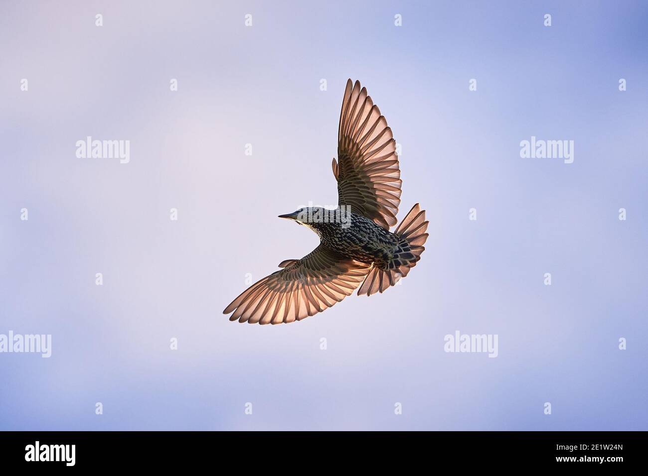 Common starling in flight (Sturnus vulgaris) Bird in flight Stock Photo ...