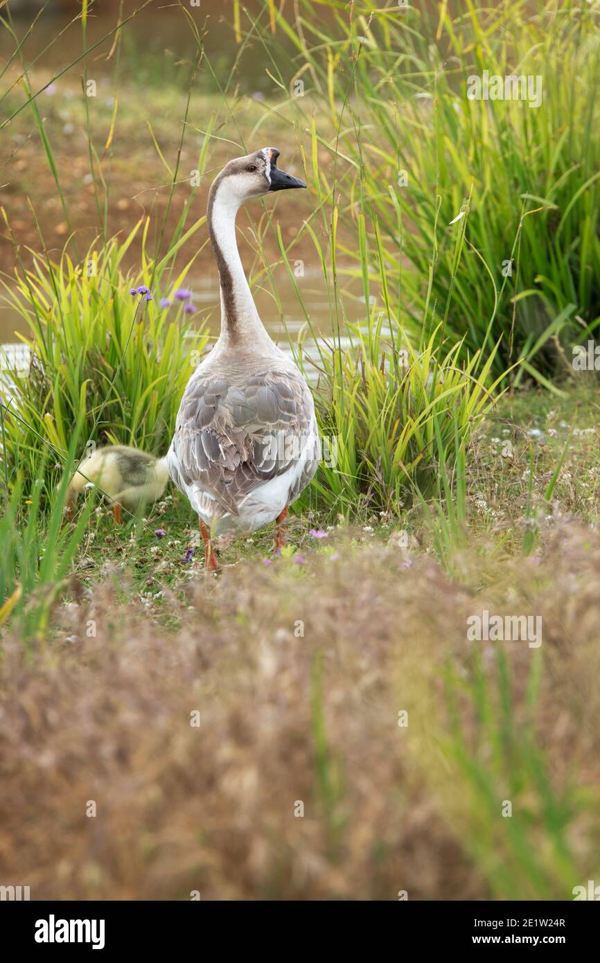 Domestic Guinea goose in the grass Stock Photo - Alamy