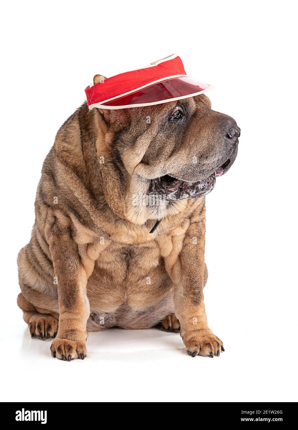 Old Shar-Pei (12 years old) with red cap, isolated on white background ...