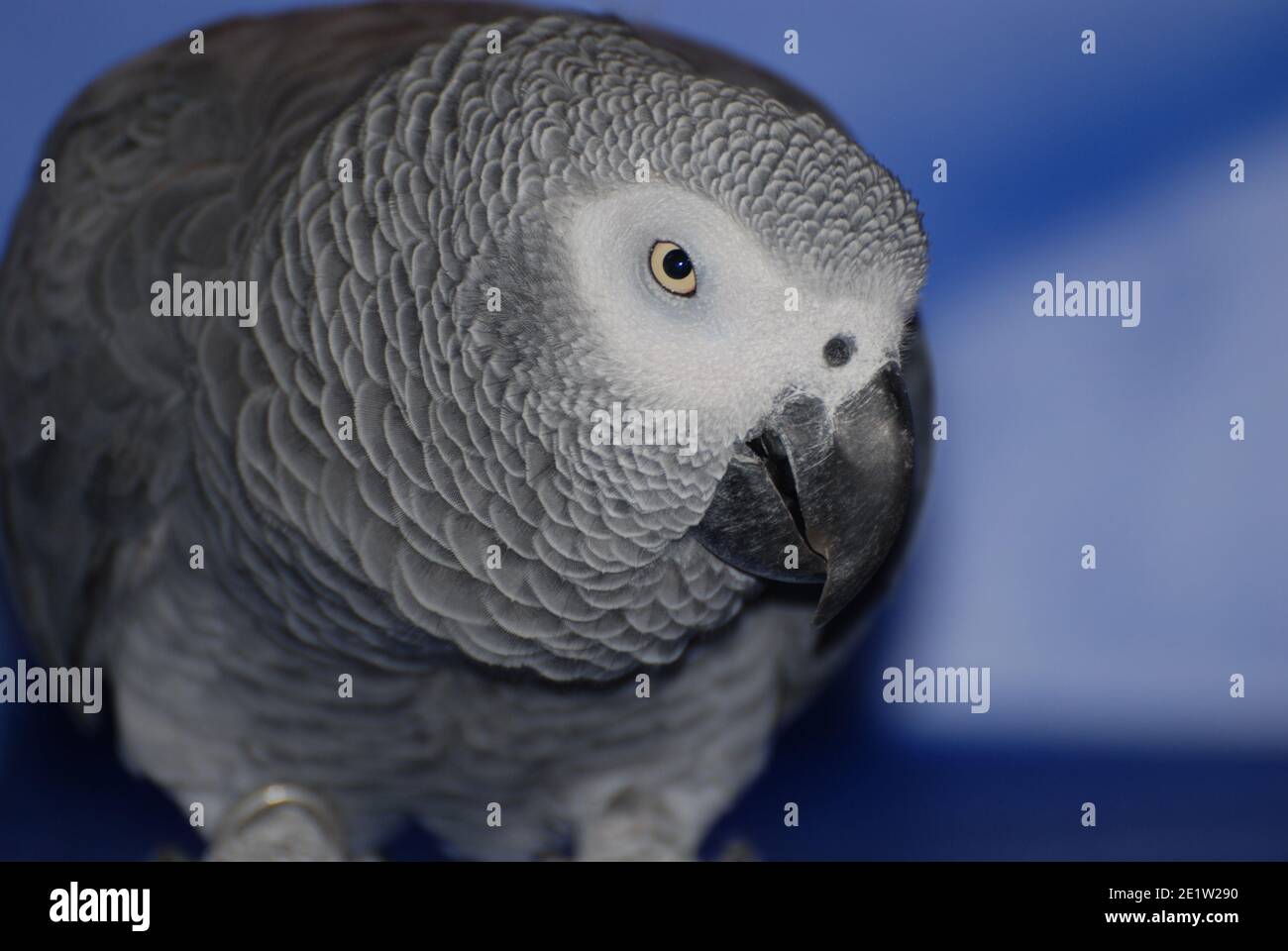 Great up close look at an African grey parrot Stock Photo - Alamy
