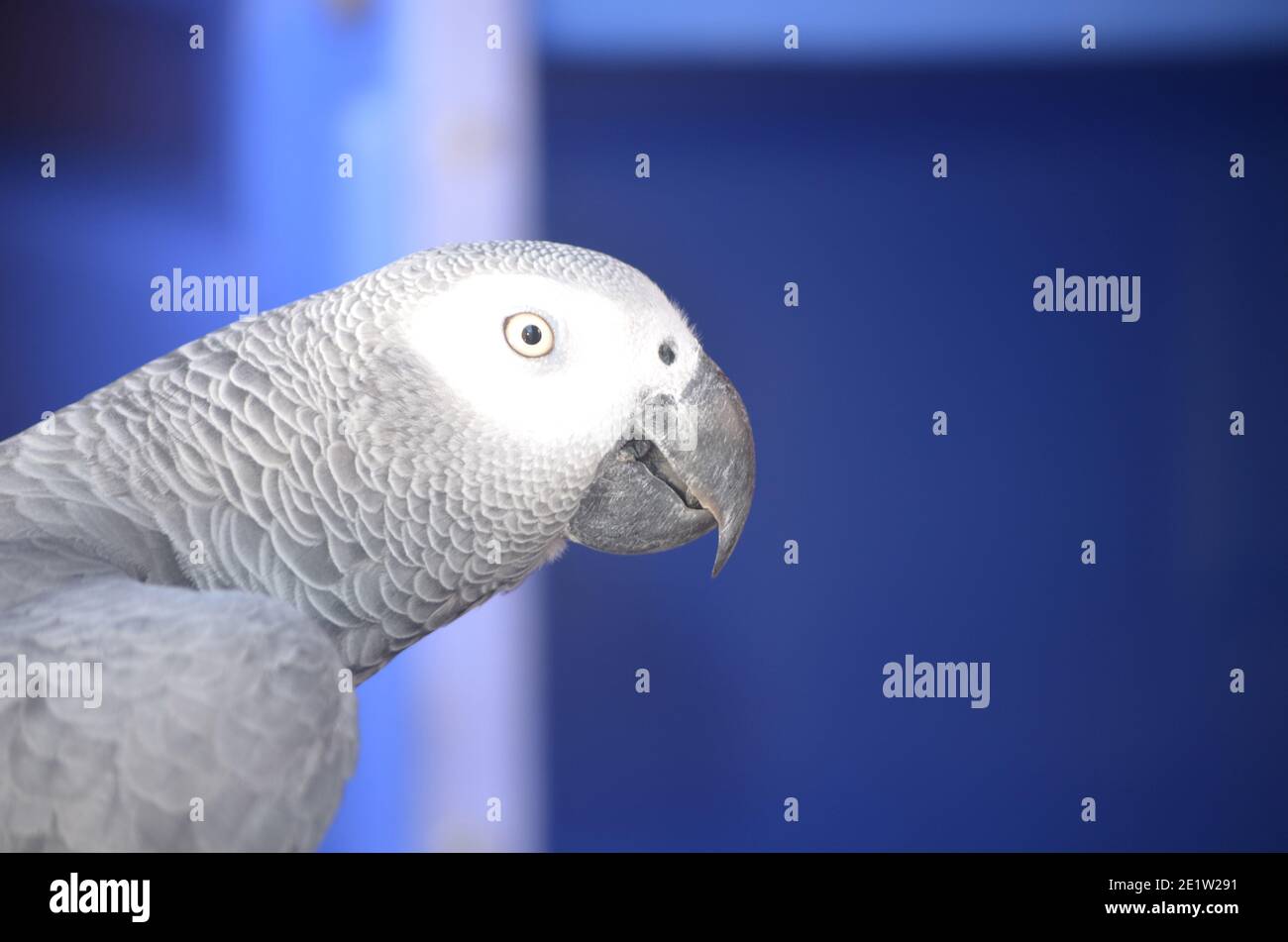 Side view of an African grey parrot Stock Photo - Alamy