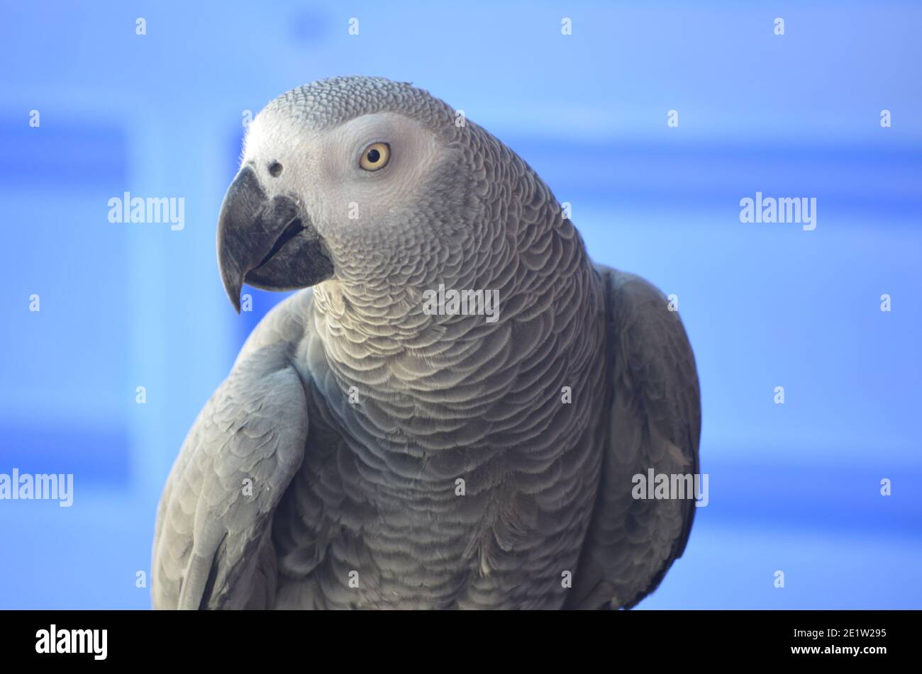 Strikingly beautiful African grey parrot up close Stock Photo - Alamy