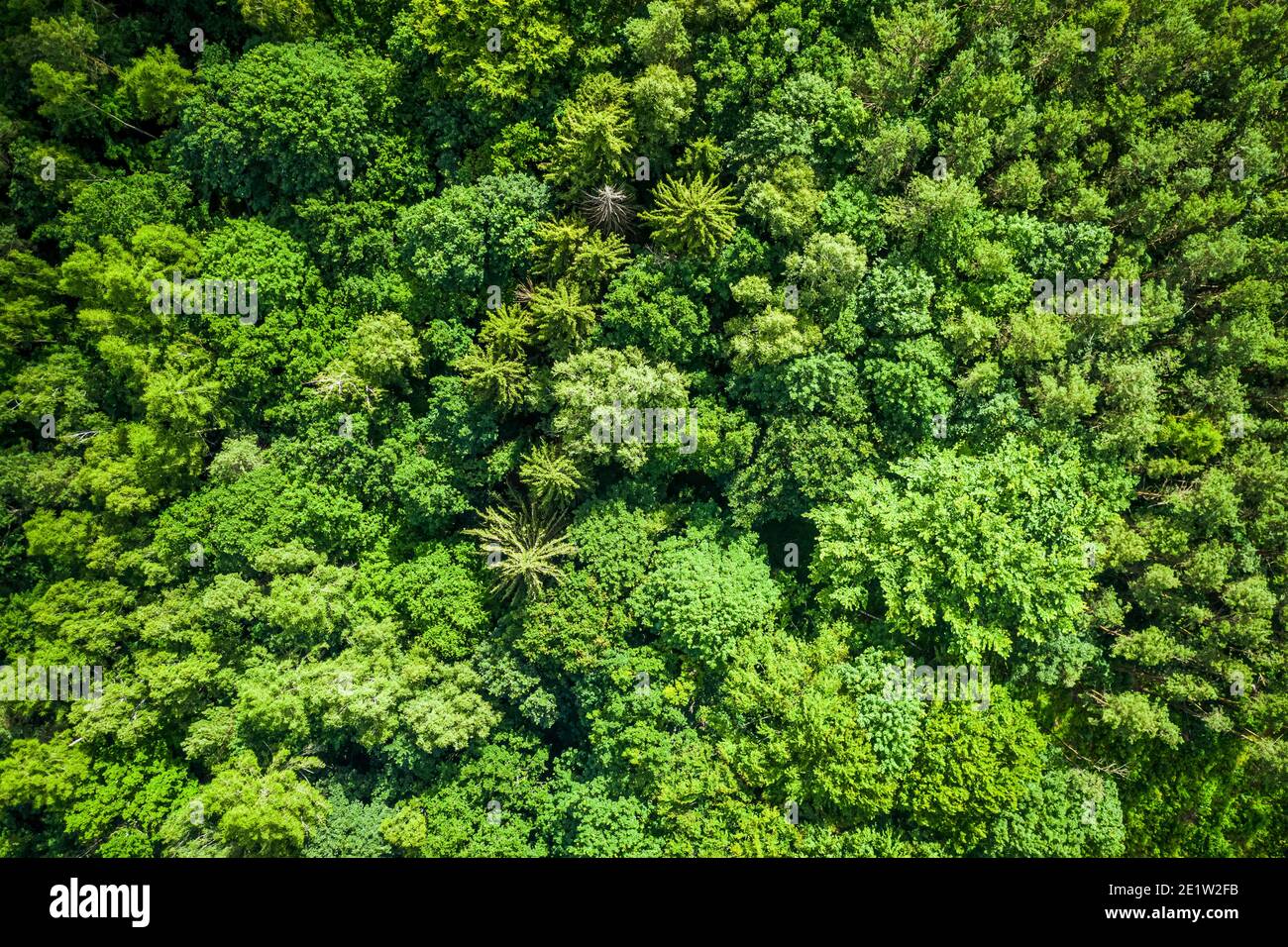 Aerial view green forest swaying hi-res stock photography and images ...