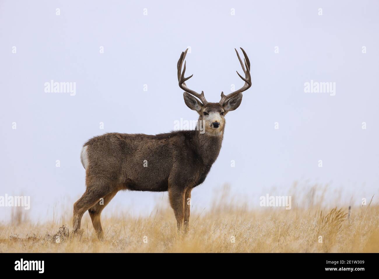 Mule Deer buck portrait in a field Stock Photo - Alamy