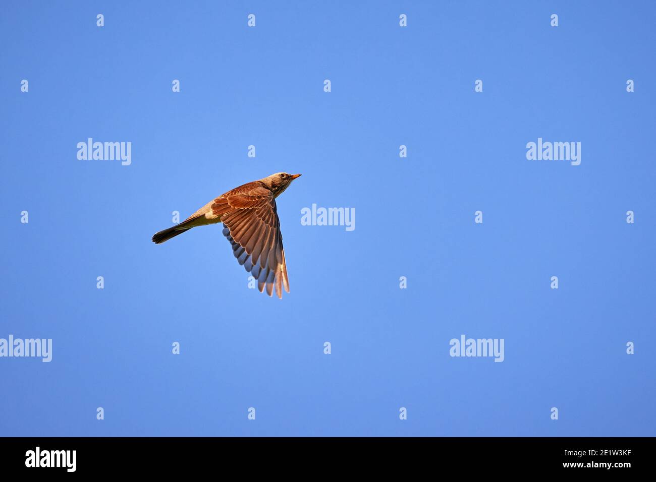 Fieldfare in flight (Turdus pilaris), Bird in flight Stock Photo - Alamy