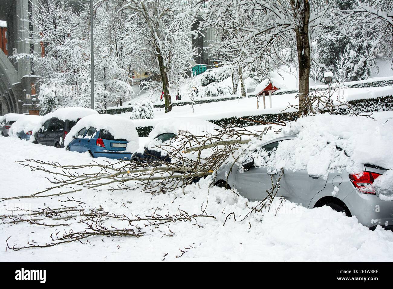 Falling trees in city center, it's snowing, stormy weather and traffic ...