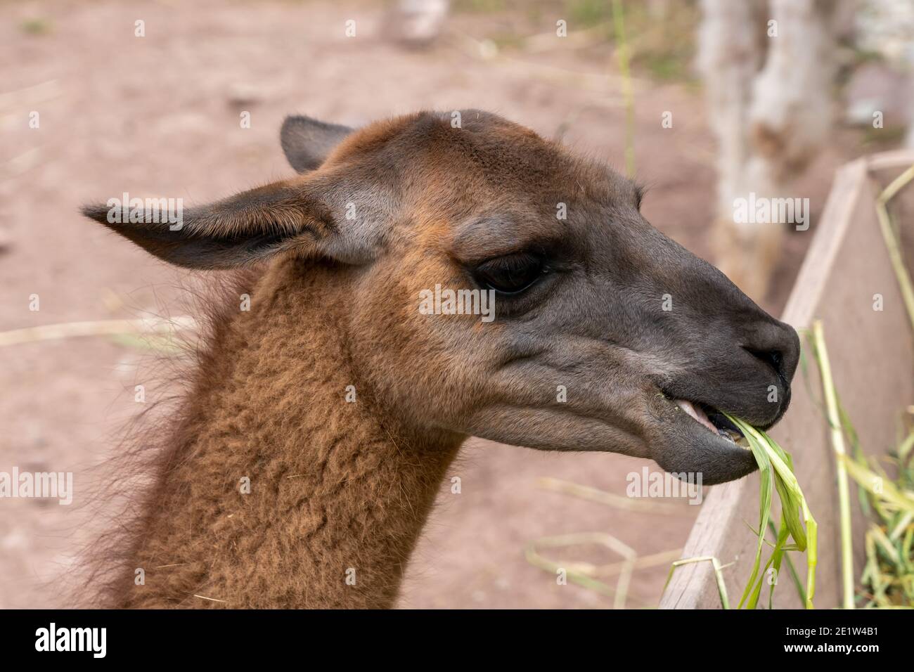 Domesticated llamas (Lama glama) in the Sacred Valley of Peru Stock ...