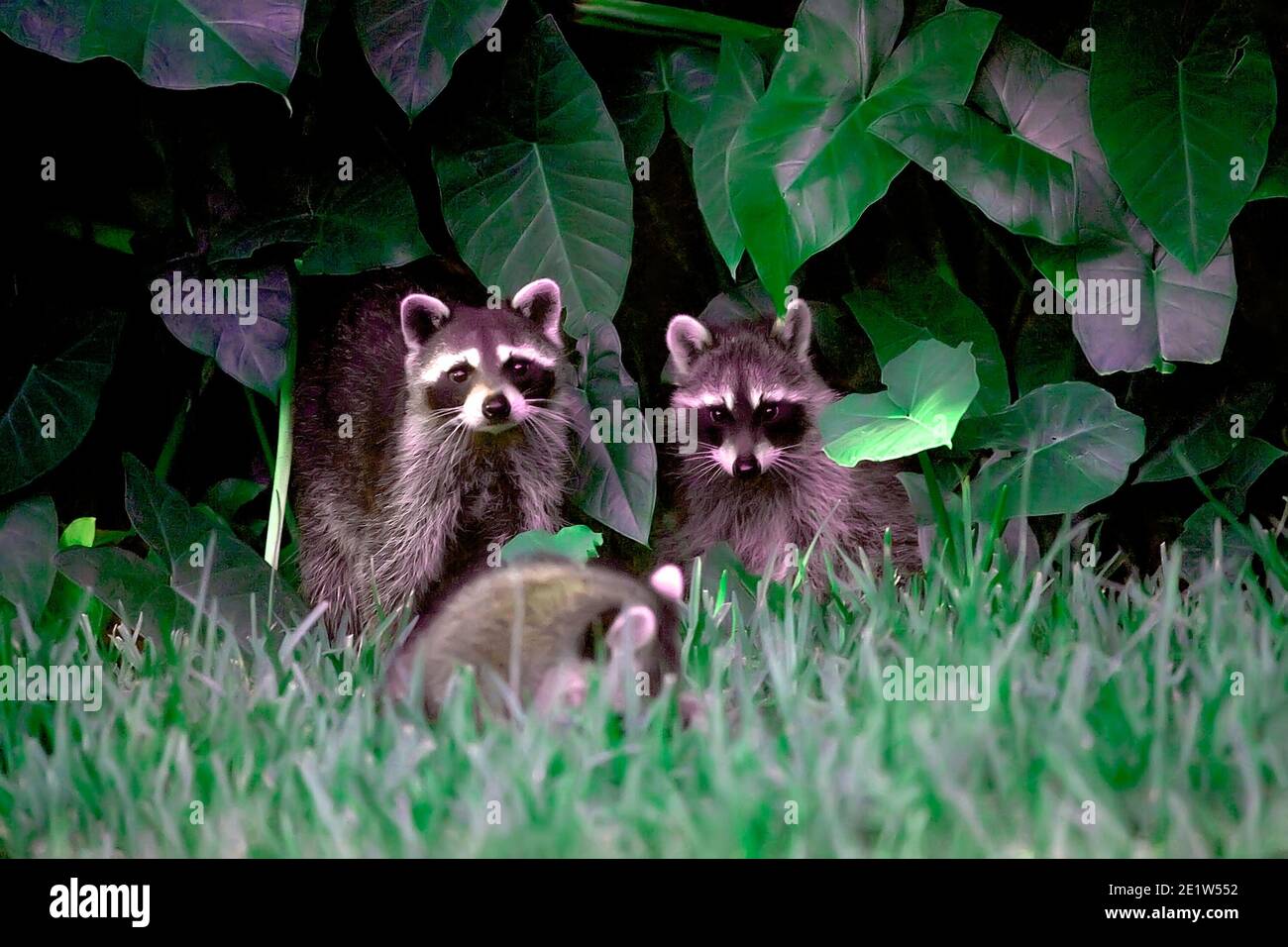 Baby raccoons hi-res stock photography and images - Alamy