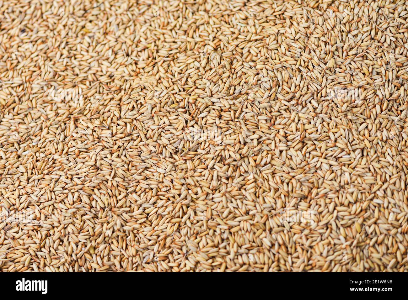paddy rice texture background, dry seed rice organic paddy agricultural ...