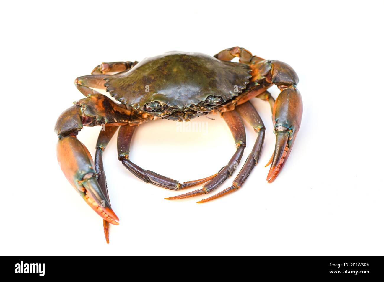 Crab isolated on white background, Fresh seafood serrated mud crab ...