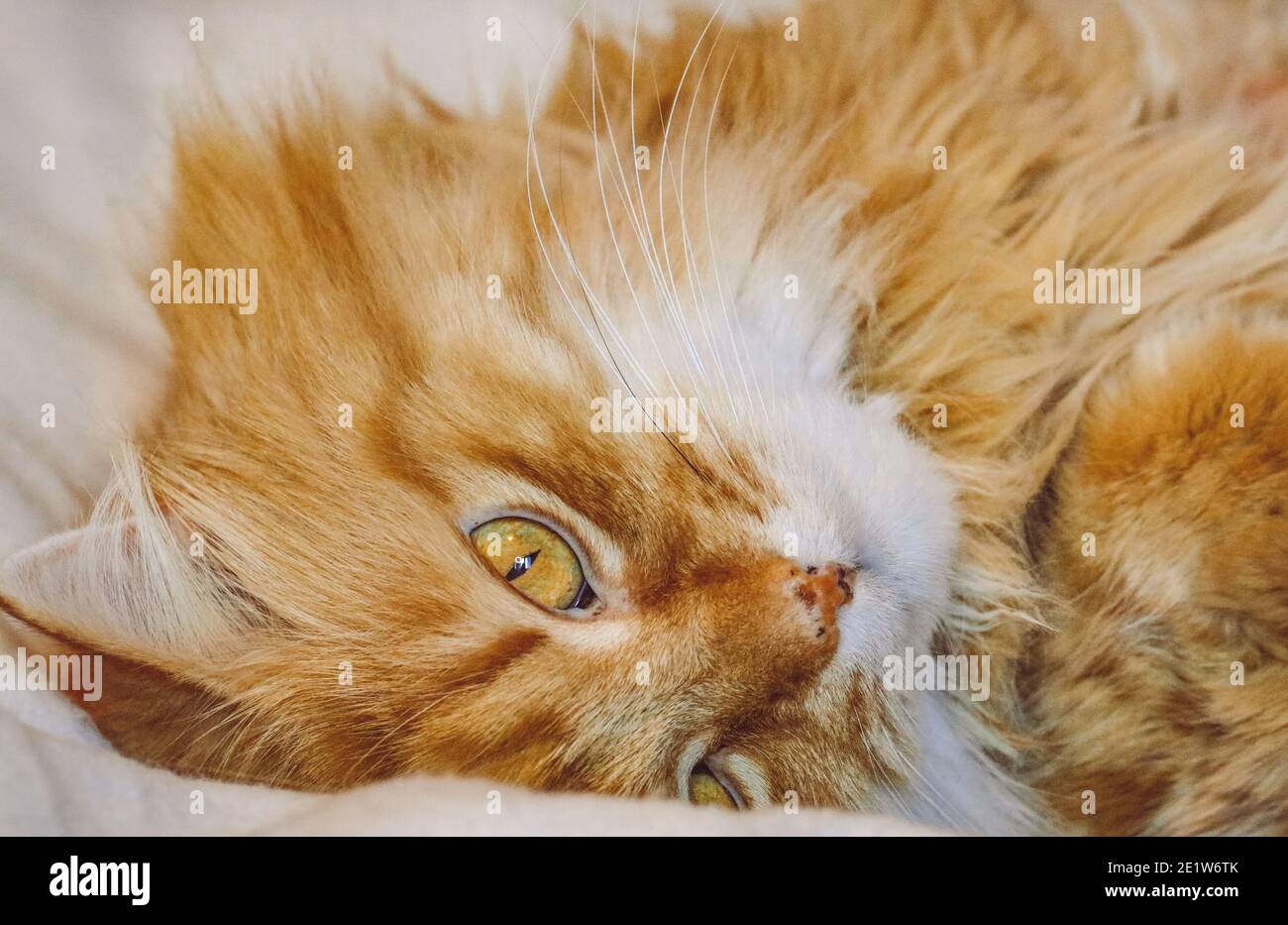 Ginger, fluffy cat relaxing in the bed Stock Photo - Alamy