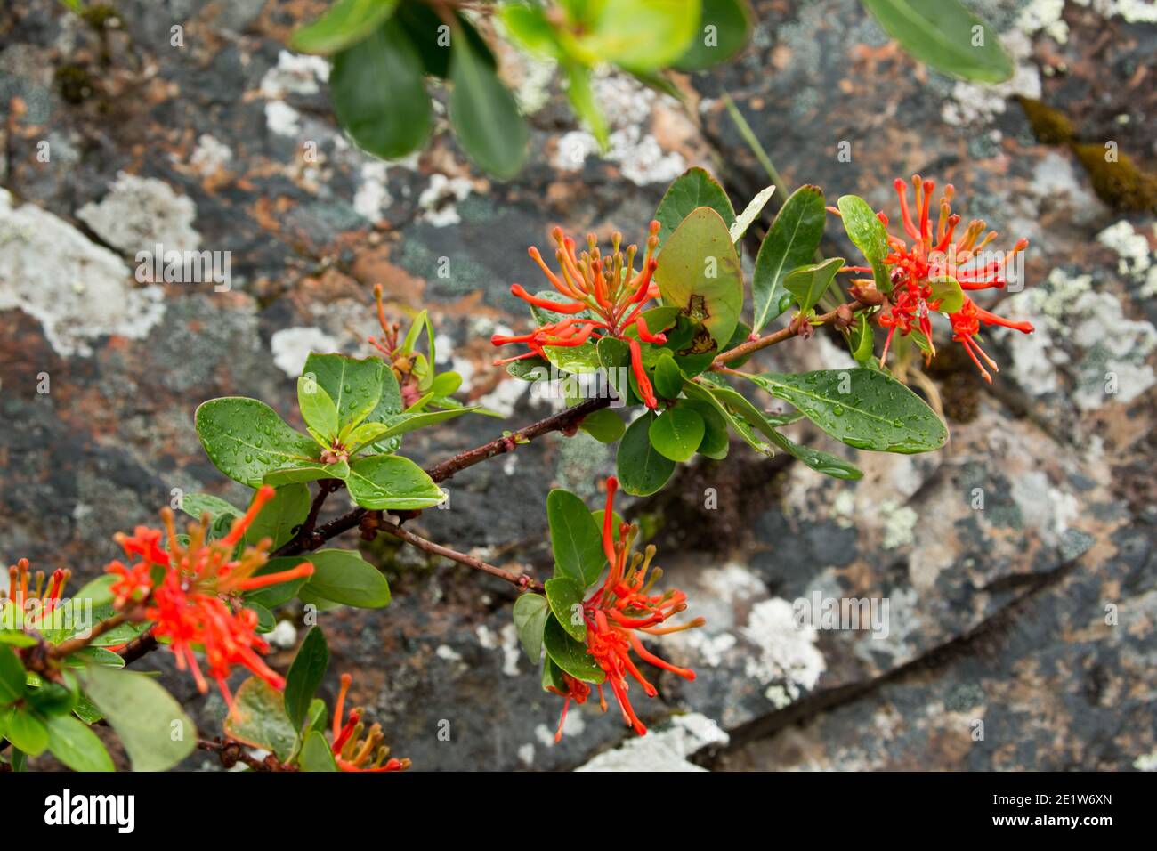 A twig of Chilean firebush (embothrium coccineum) flowers in the rain ...