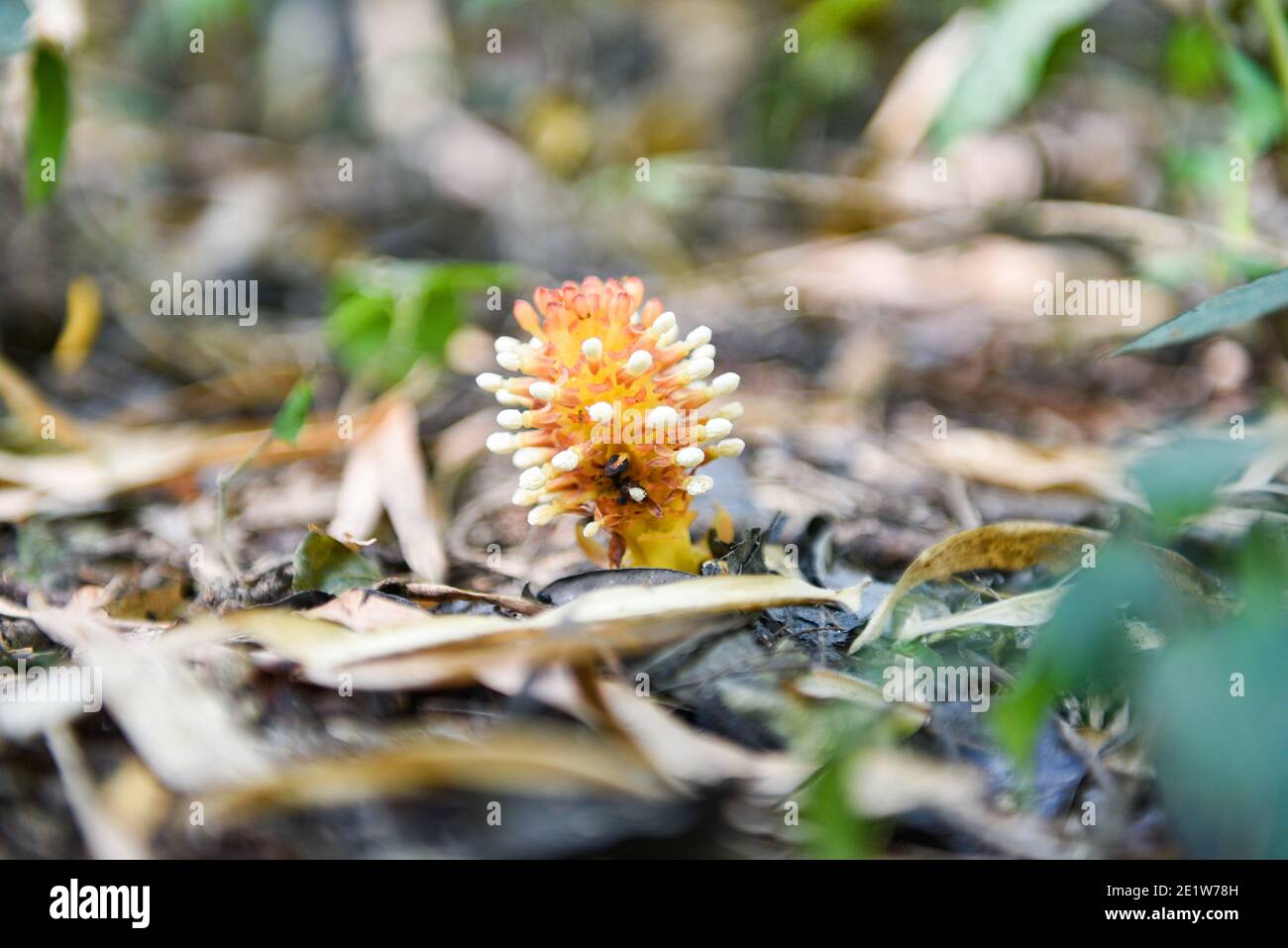 Strange wildflowers grow on the ground, rare wild mushrooms Stock Photo - Alamy