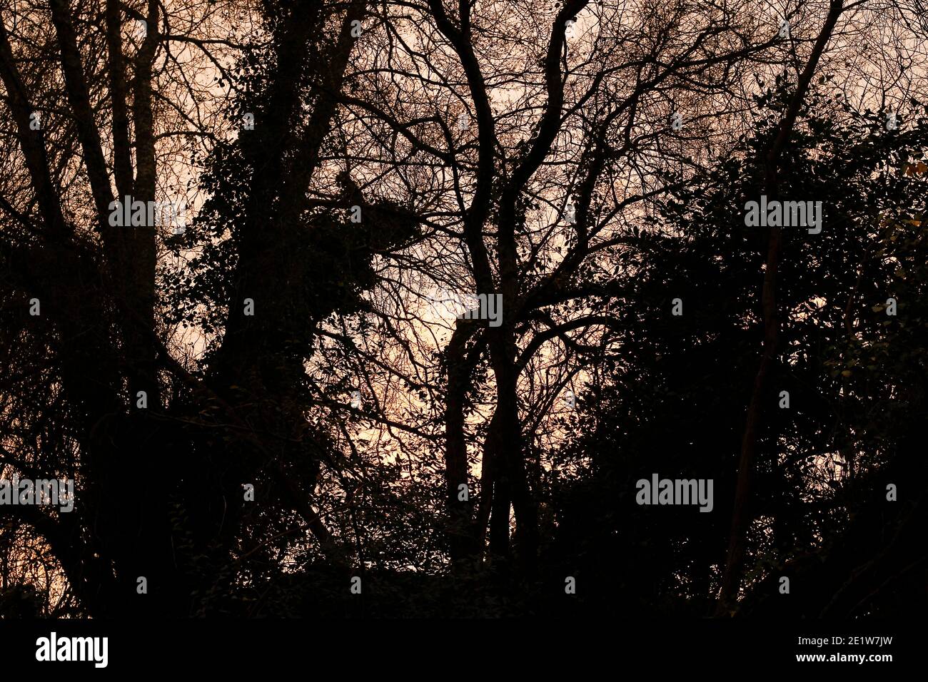 trees in shadow with sunset nines in the background Stock Photo - Alamy
