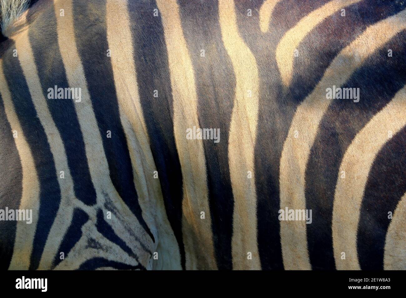 leather skin of zebra as background or textured Stock Photo - Alamy