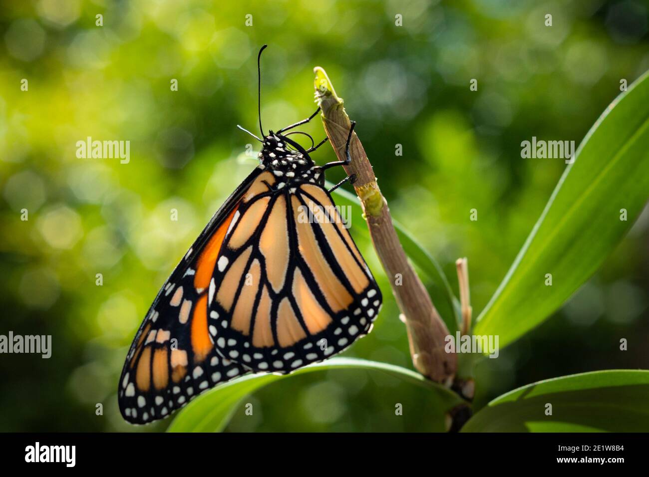 Monarch butterfly cocoon hi-res stock photography and images - Alamy