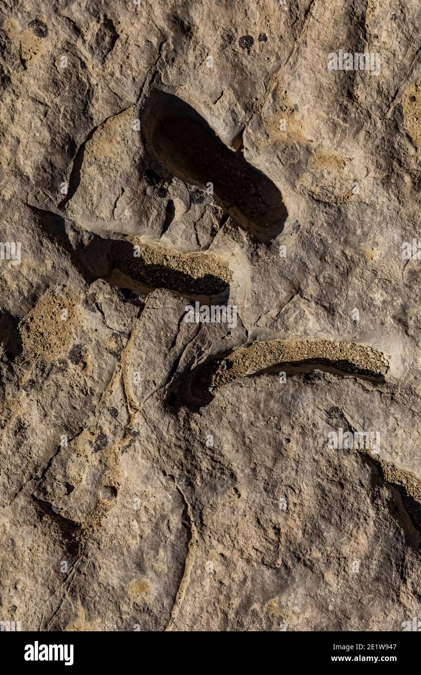 Burrow fossils hi-res stock photography and images - Alamy