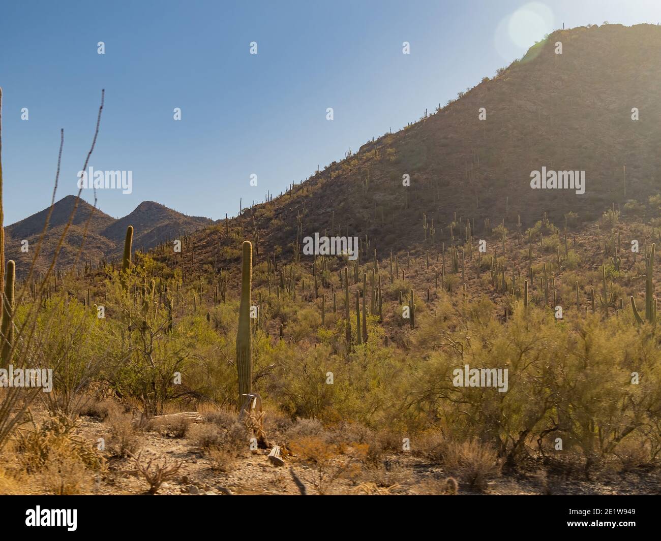 Sunny view of the Saguaro National Park at Arizona Stock Photo - Alamy