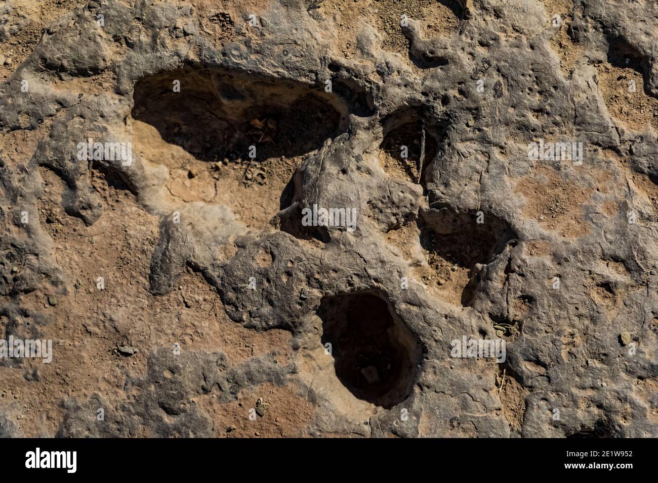 Shrimp burrows at Red Gulch Dinosaur Tracksite on BLM land near ...