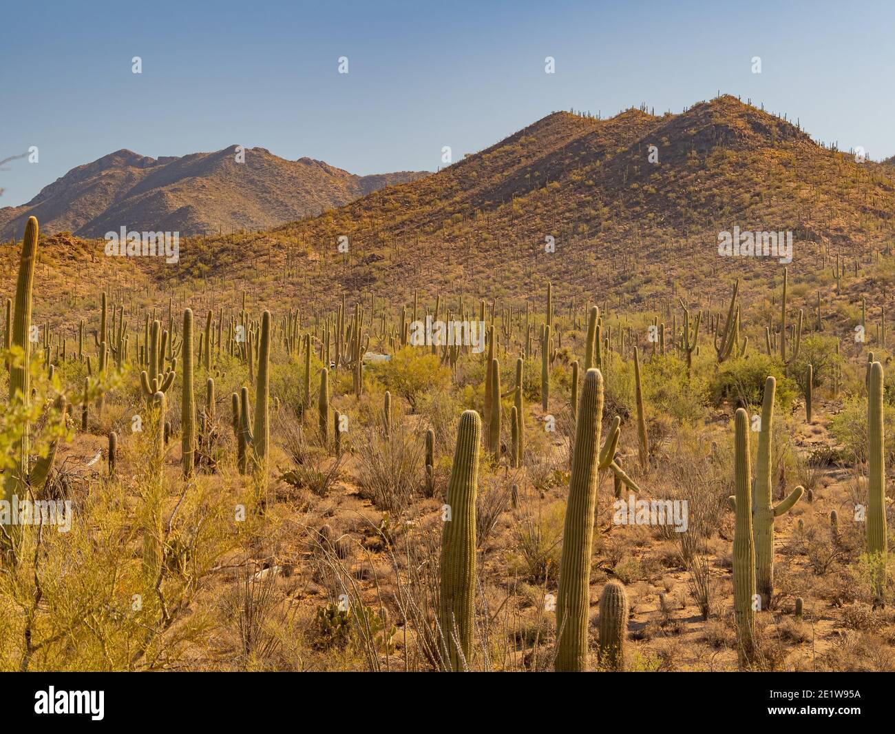 Sunny view of the Saguaro National Park at Arizona Stock Photo - Alamy