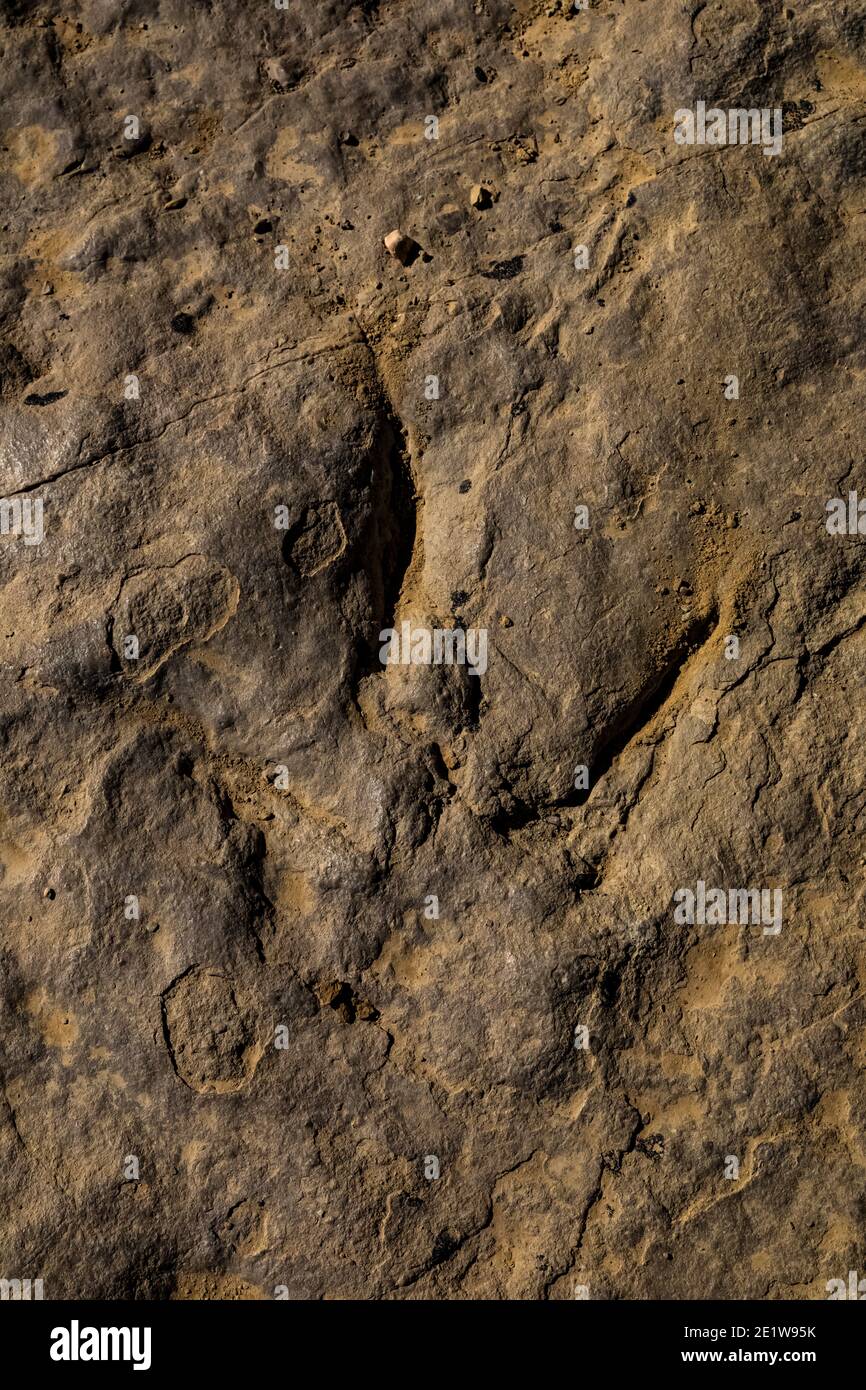 Tridactyl dinosaur hi-res stock photography and images - Alamy