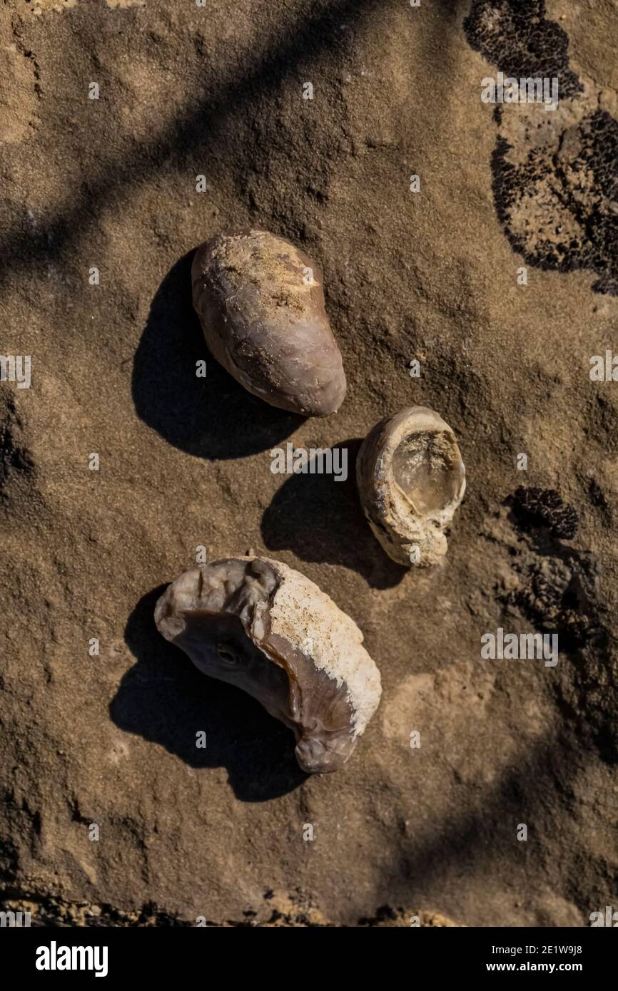 Oyster shell fossils hi-res stock photography and images - Alamy