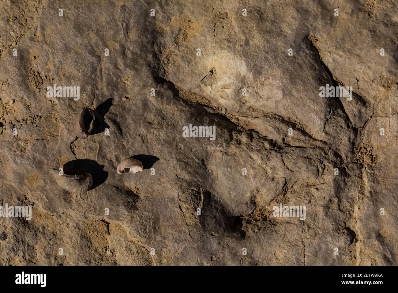 Theropod track with oyster fossil, Gryphaea spp., at Red Gulch Dinosaur ...