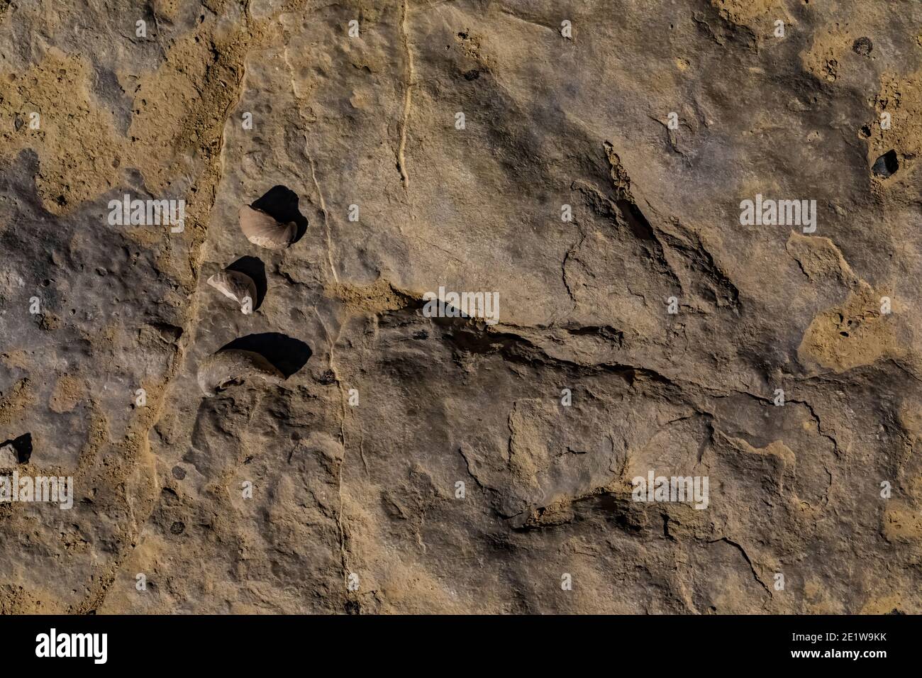 Theropod hi-res stock photography and images - Alamy