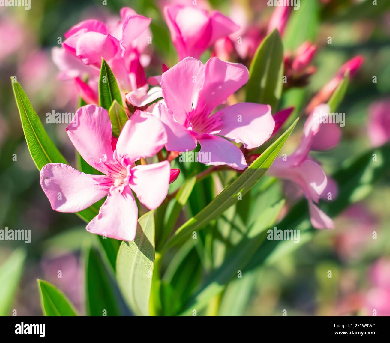 Closeup of pink nerium oleander flowers Stock Photo - Alamy