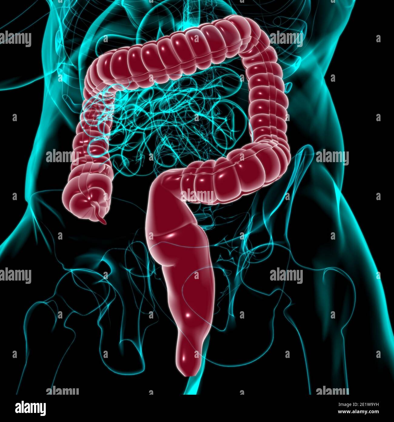 Large Intestine 3D Illustration Human Digestive System Anatomy For ...