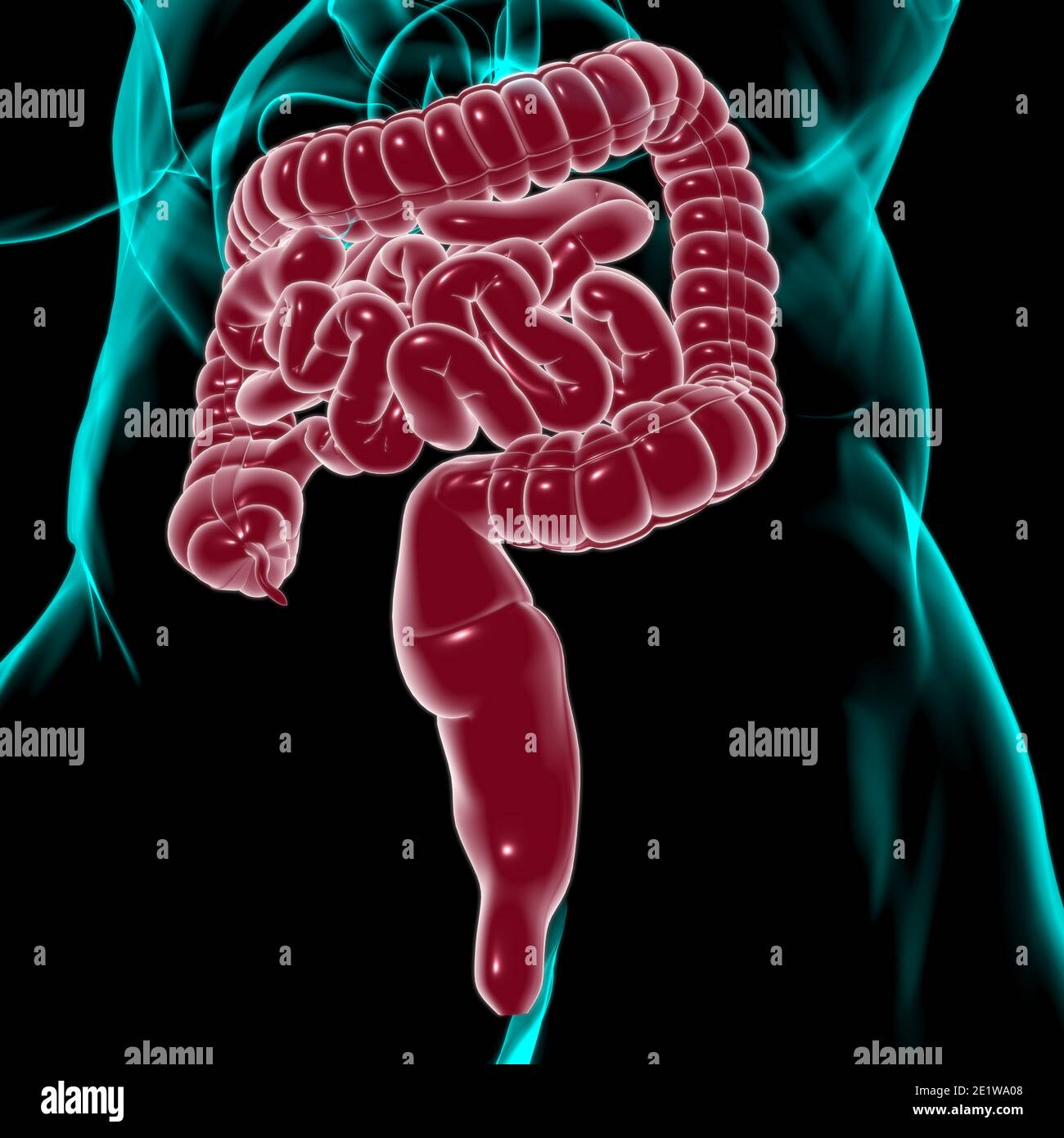 Small and Large Intestine 3D Illustration Human Digestive System ...