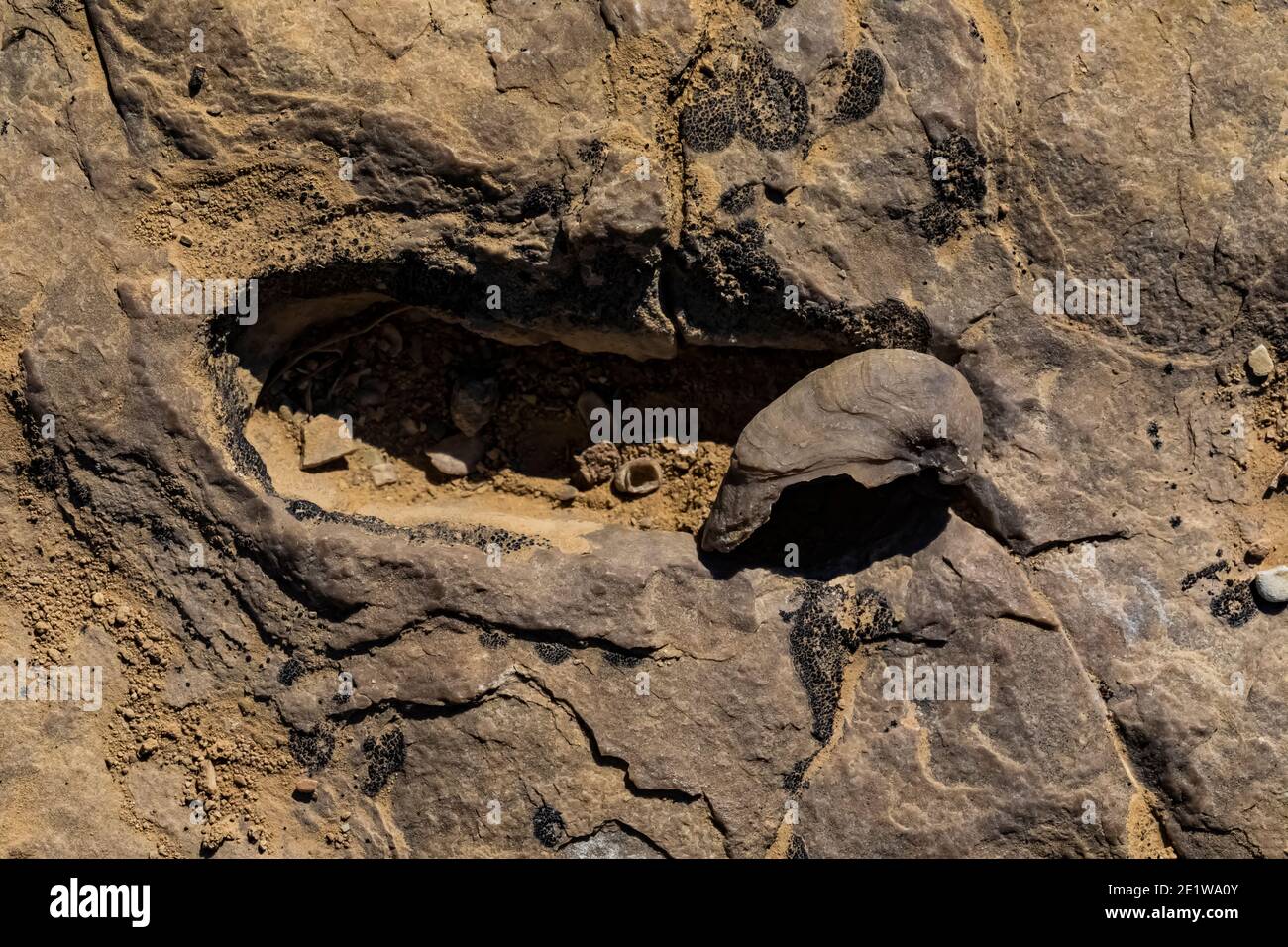 Meat eating dinosaurs hi-res stock photography and images - Alamy