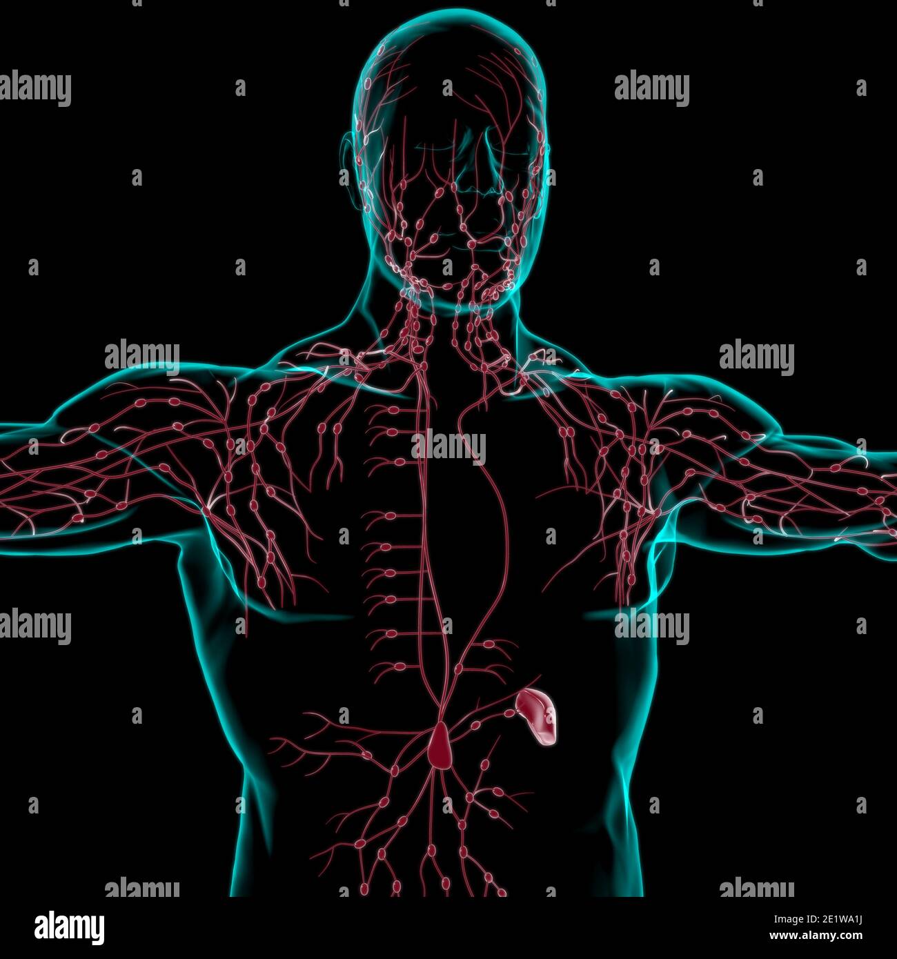 Human Lymph Nodes Anatomy For Medical Concept 3D Illustration Stock ...