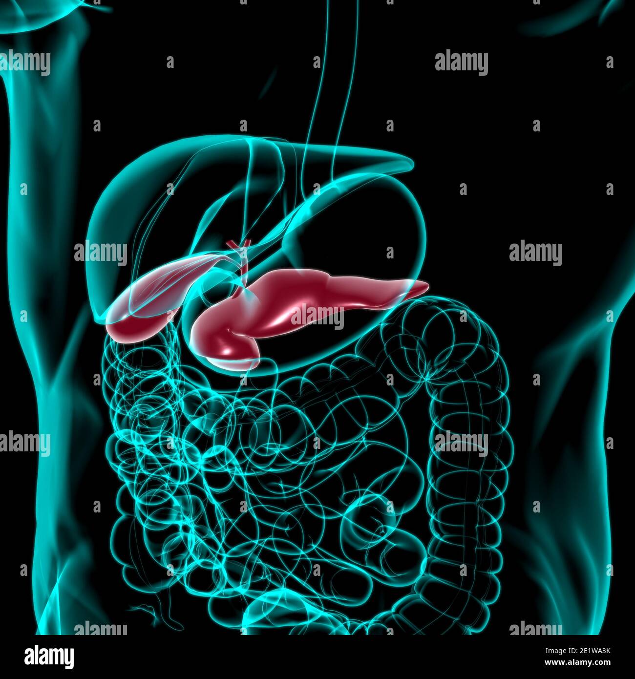 Gall Bladder Human Digestive System Anatomy For Medical Concept 3D ...
